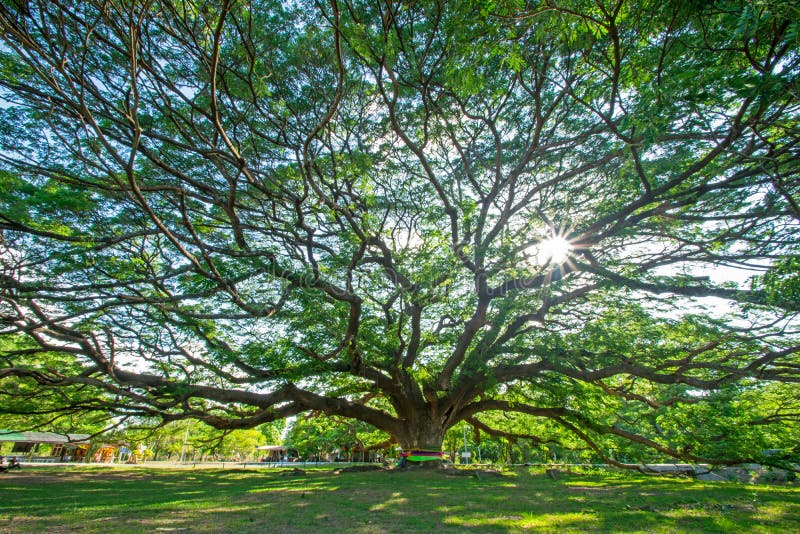 Big tree stock image. Image of plant, outdoor, sunshine - 92659345