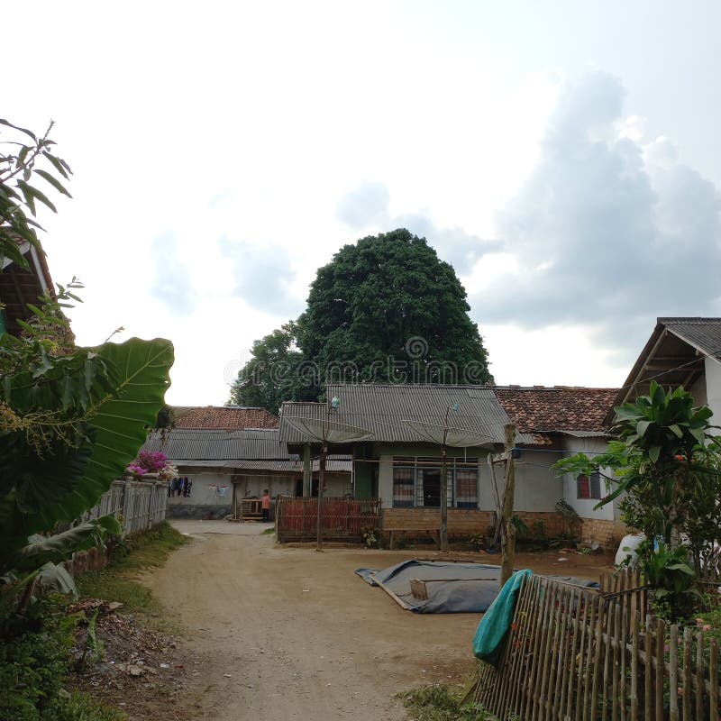 The Big Tree Behind the House Stock Photo - Image of estate, building ...