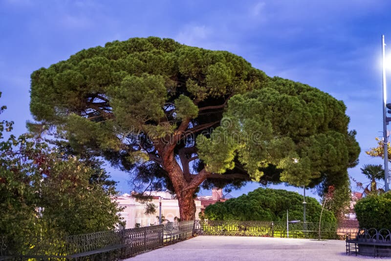 The Big Tree at Bellini Garden in Catania, Italy, Sicily Stock Image ...