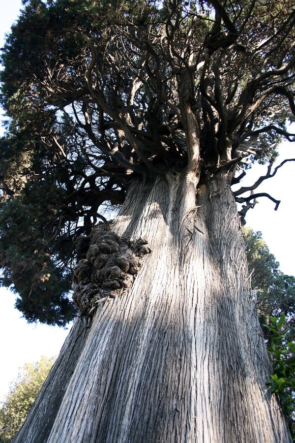 Big Tree From Below Picture. Image: 5925268