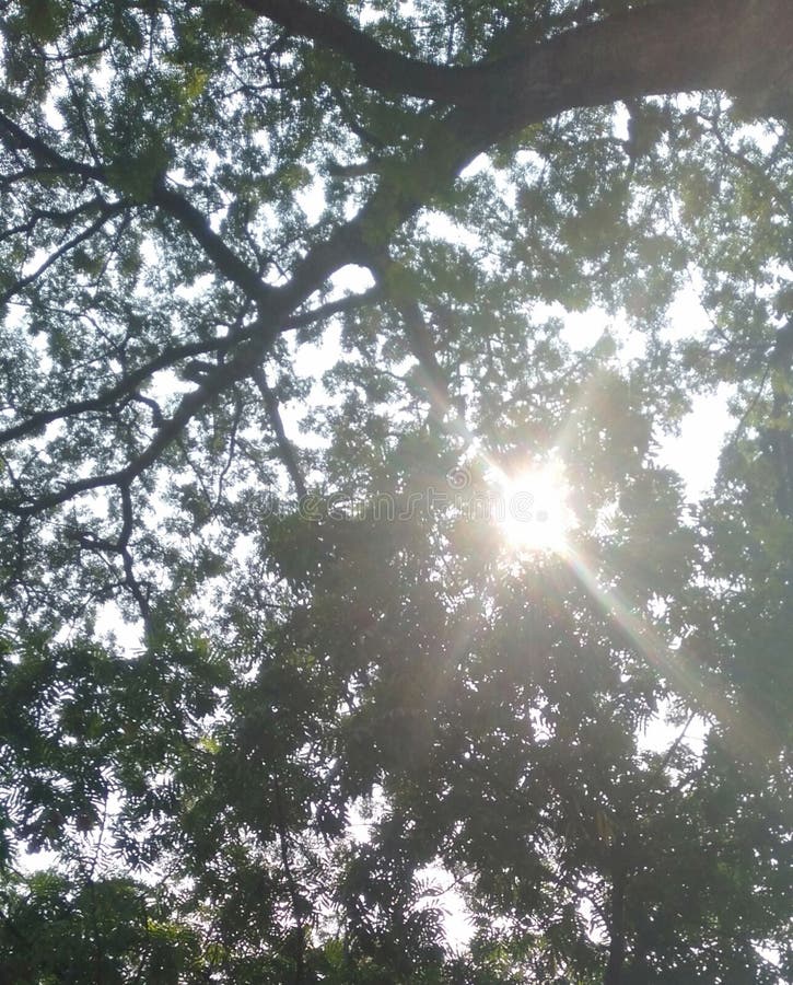 The Big Tree from Below Can Be Seen the Light Penetrates from between ...