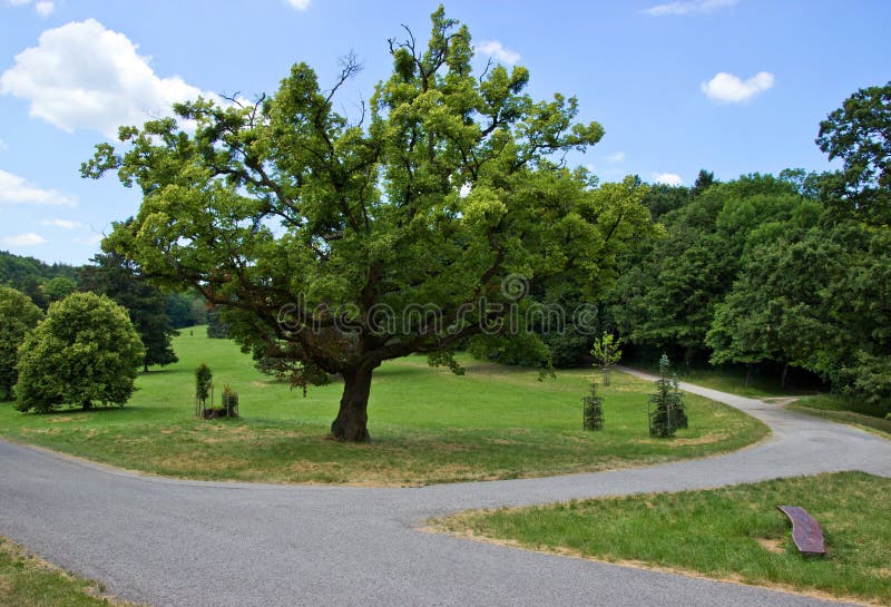 BIg Tree with Bench stock image. Image of forested, meadow - 41970049