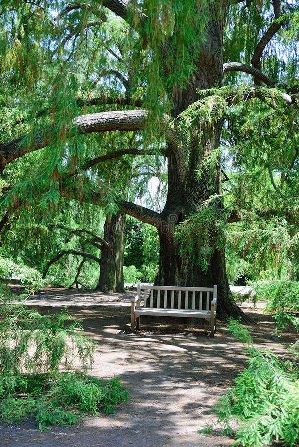 Big tree and bench stock image. Image of moss, style - 165239981
