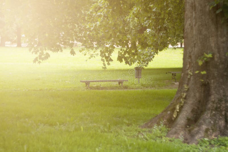 Big Tree with Bench in the Summertime. Stock Photo - Image of garden ...