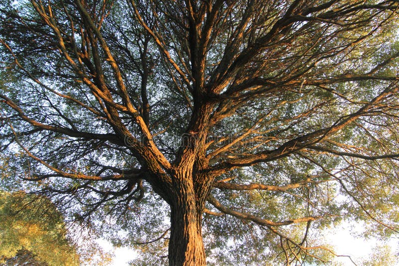 A tree shot from below stock photo. Image of bright - 134968892