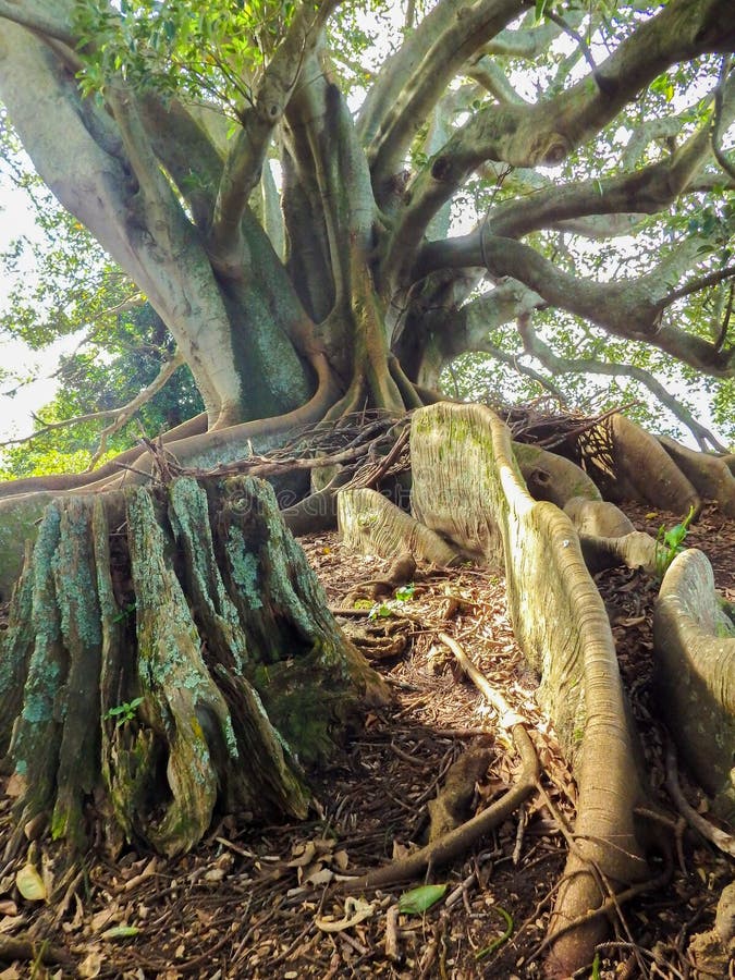 Big tree with big roots stock photo. Image of environment - 103454846