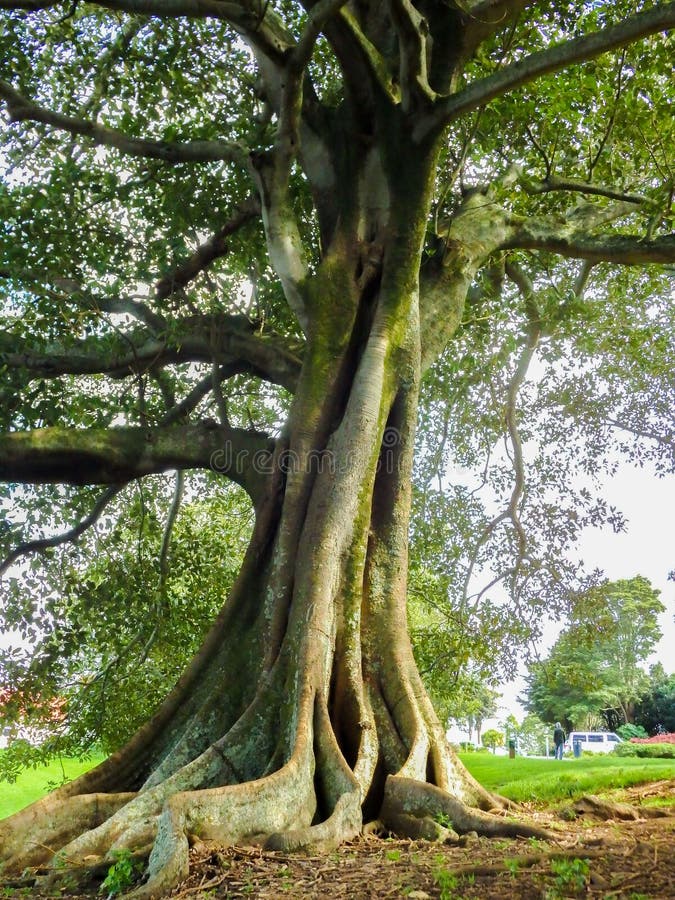 Big tree with big roots stock image. Image of life, rain - 103455251
