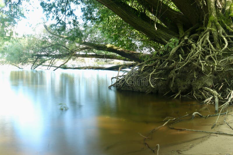 A Big Tree with Big Roots Standing in Smooth Water Stock Photo - Image ...