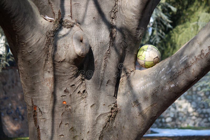 Big tree stock image. Image of park, grove, forest, ball - 118448437