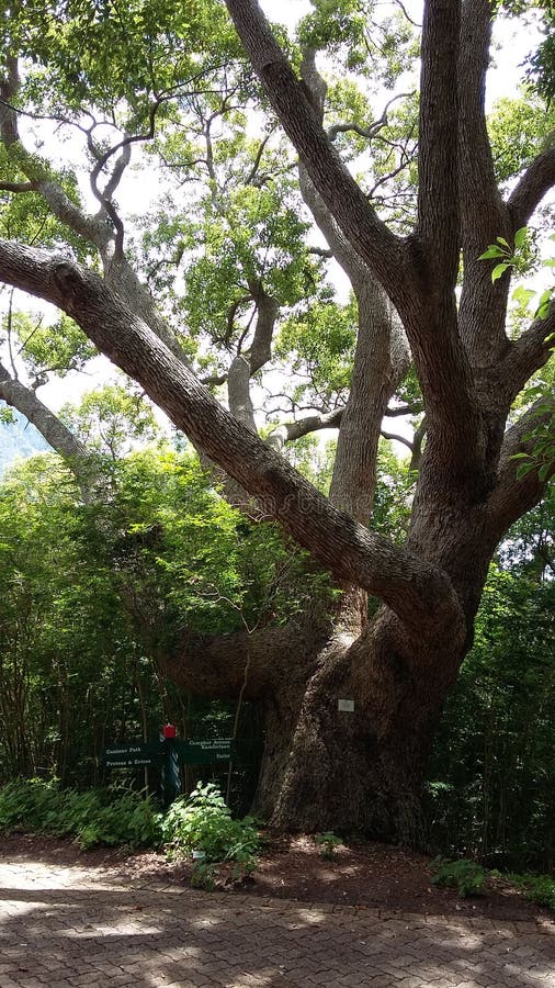 Big tree stock image. Image of botanical, cape, tree - 106117479