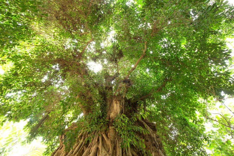 Big tree stock image. Image of garden, growth, moraceae - 101720163