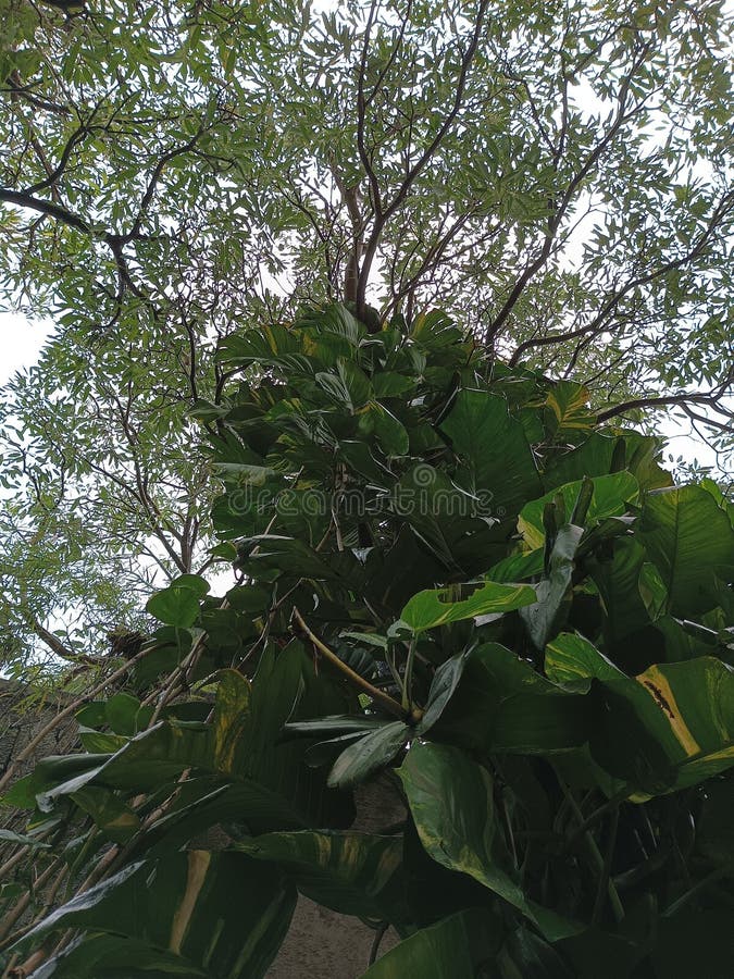 Big Tree and a Big Tree Trunk, Shady Tree 3 Stock Image - Image of tree ...