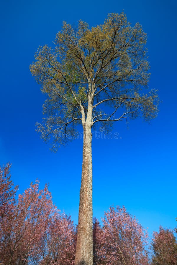 Big tree on blue sky stock image. Image of freshness - 41786685