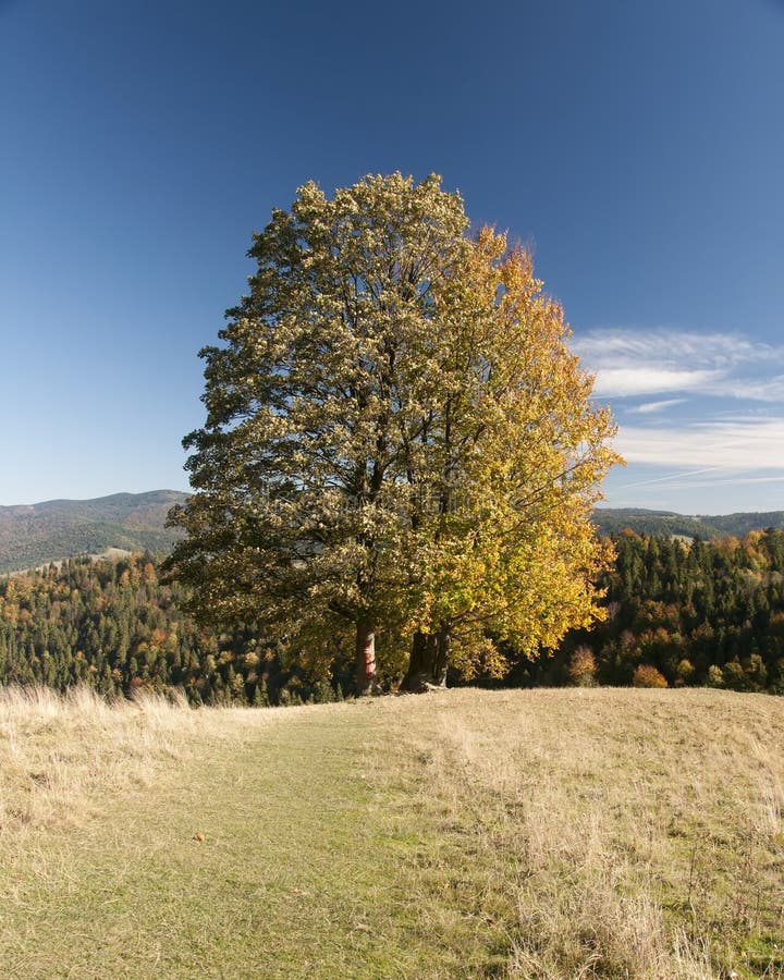 Big Tree on the Blue Sky in the Autumn Stock Photo - Image of weather ...