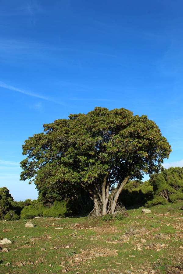 Big Tree with Blue Sky in the Background Stock Image - Image of water ...