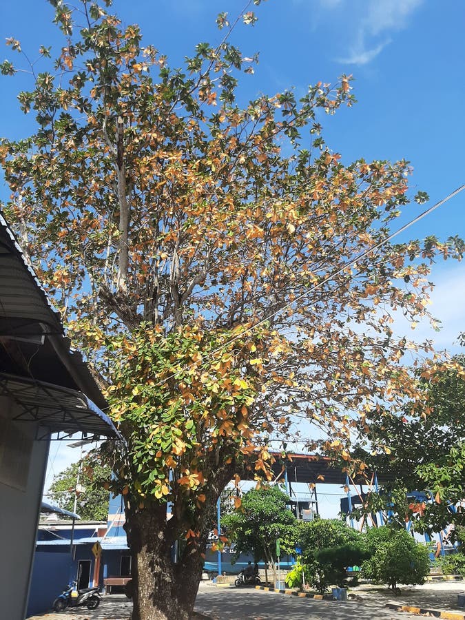 Big Tree with Blue Sky Background Layout Landscape Stock Photo - Image ...