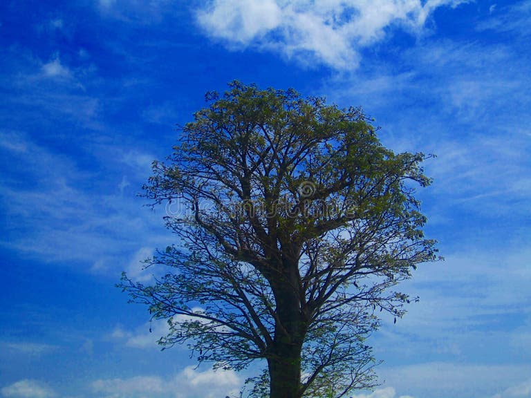 Big tree in the blue sky stock photo. Image of tall - 103684842