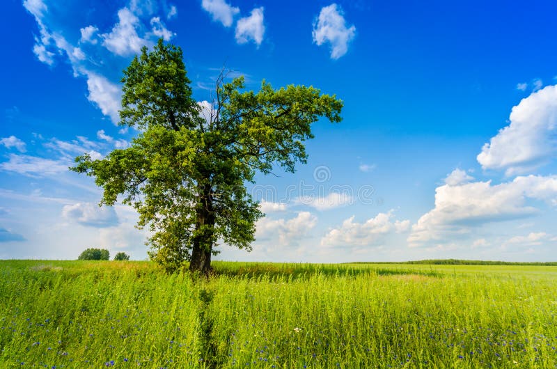Big Tree Blue Sky and Meadow Stock Image - Image of ecology, blue: 44810069