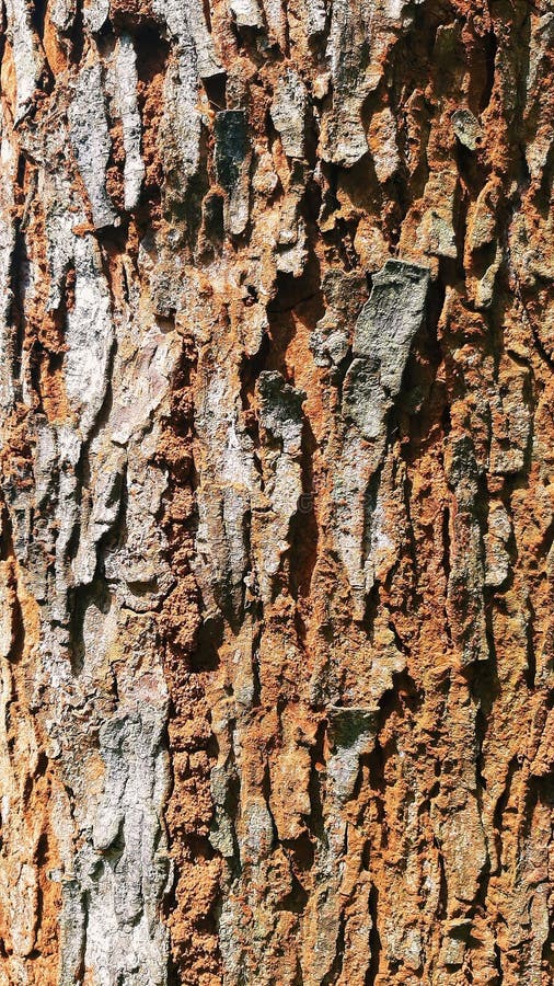 Tree body stock photo. Image of decorative, tree, body - 103016462