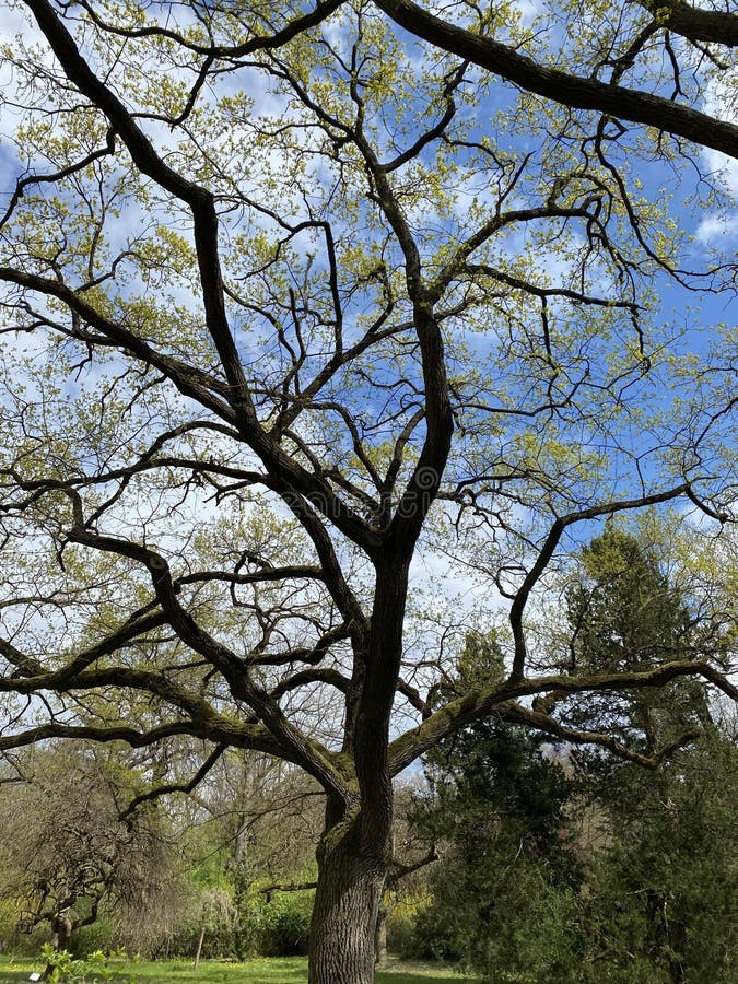 Big tree stock image. Image of tree, botanical, garden - 245743199