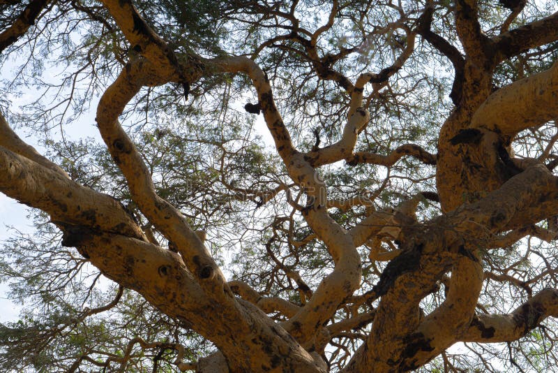 Big tree brances in nature stock image. Image of forest - 174532297