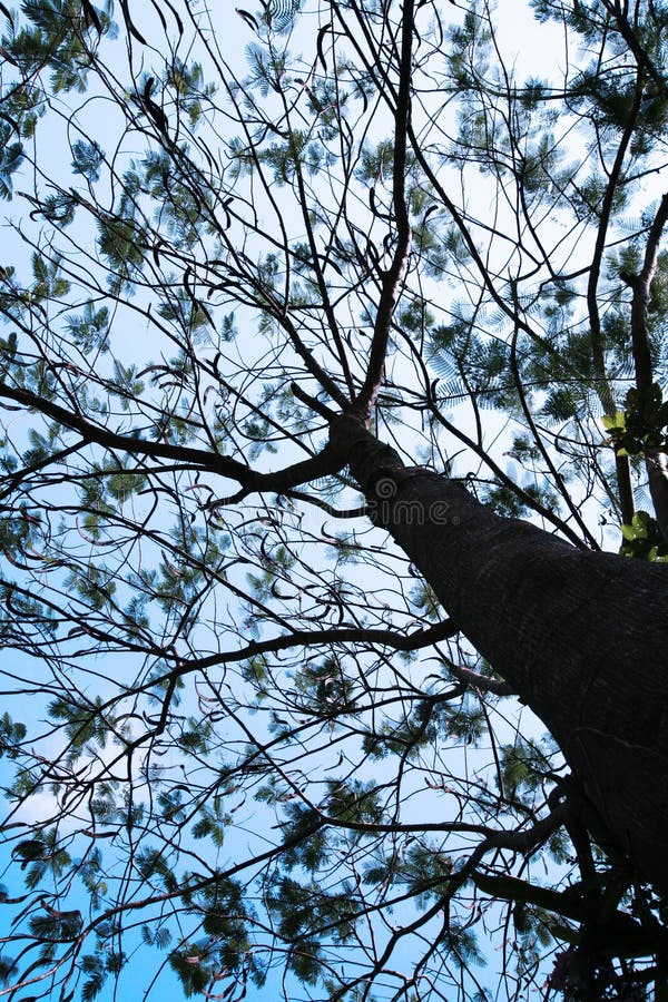 A big tree branch stock photo. Image of trees, fertilized - 21134858