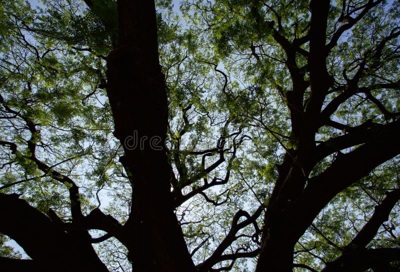 Big tree with branch stock photo. Image of huge, environment - 115490026