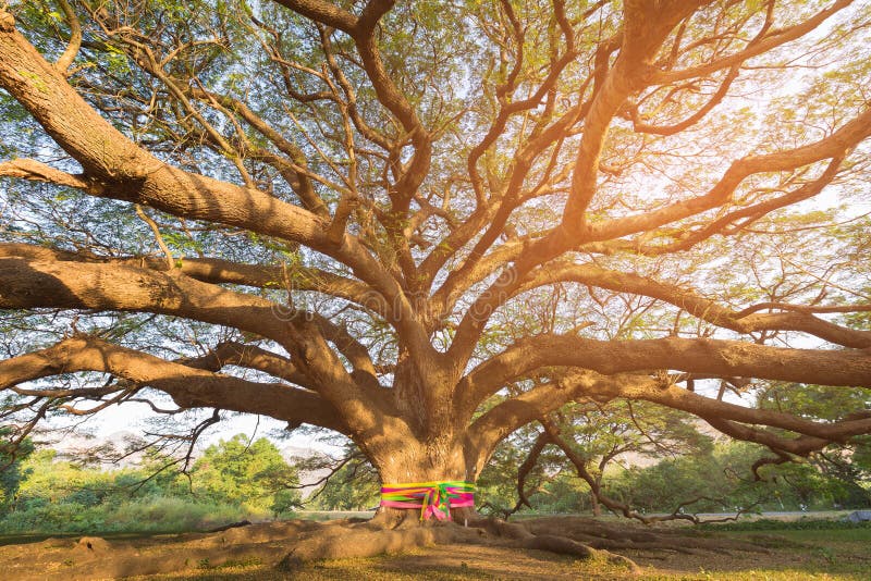 Oak Tree Bottom View Against Sky Stock Image - Image of material ...