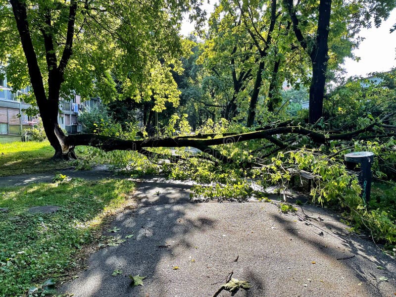 A Big Tree Branch Fell Over Pedestrian Path Stock Image - Image of ...