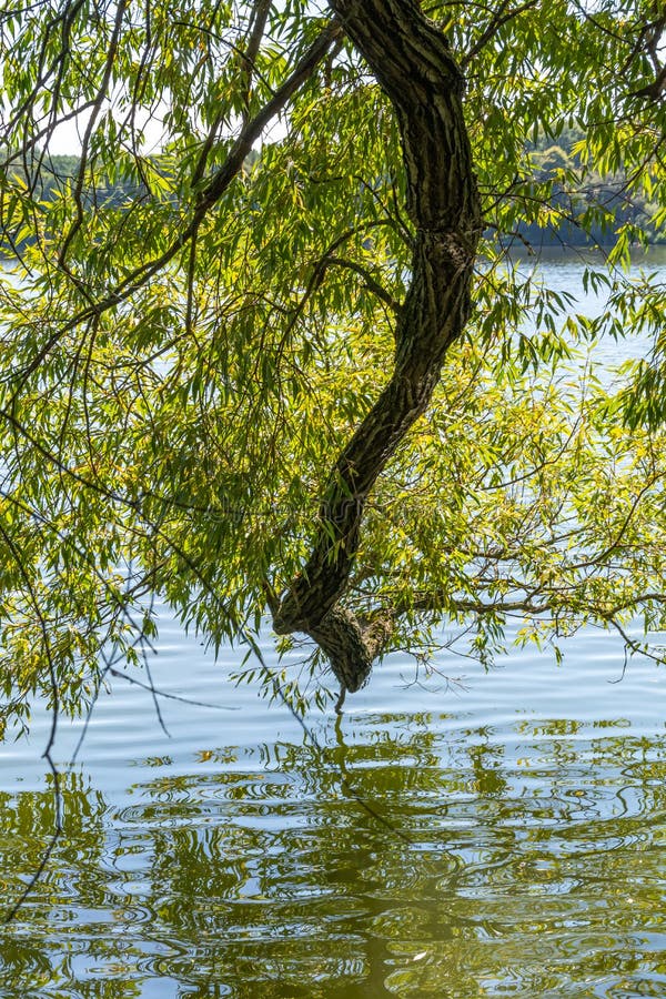Big Tree Branch with Foliage Hanging Over the Lake Stock Image - Image ...