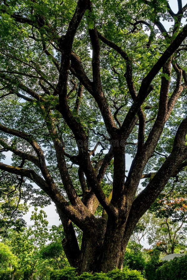 Big tree branch stock photo. Image of forest, detail - 77497590