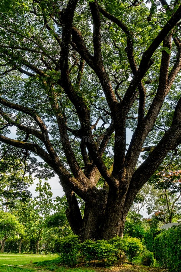 Big tree branch stock image. Image of autumn, detail - 115316977