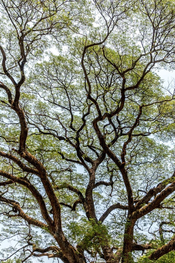 Big tree branch stock photo. Image of growth, autumn - 115657548