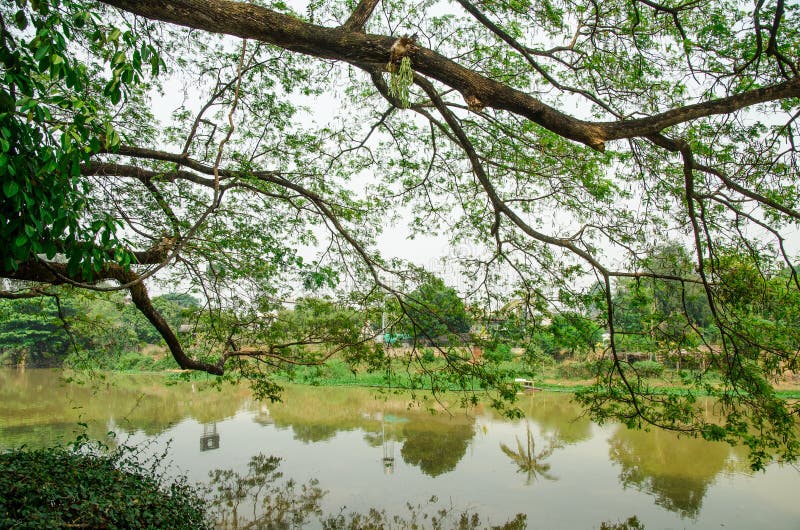 Big Tree Branch Over the River Stock Image - Image of branch, spread ...