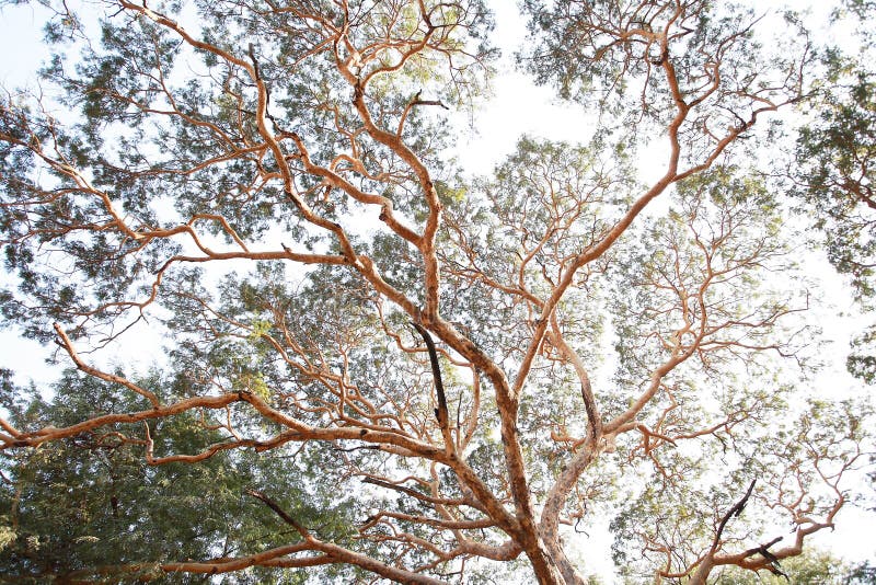 Big tree and branch stock image. Image of tree, boughy - 48767131