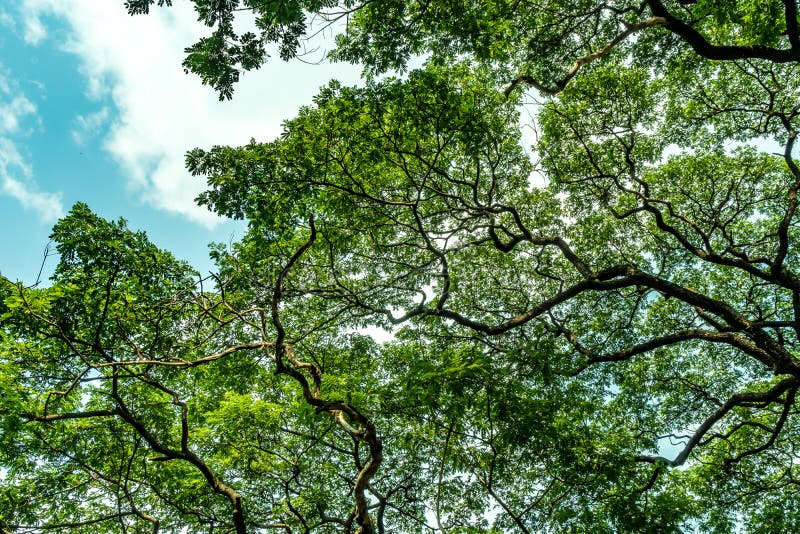 Big tree branch stock photo. Image of fresh, growth, organic - 93049806