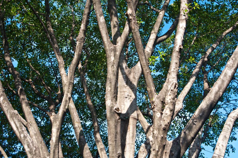 Big tree branches stock photo. Image of foliage, garden - 25914674