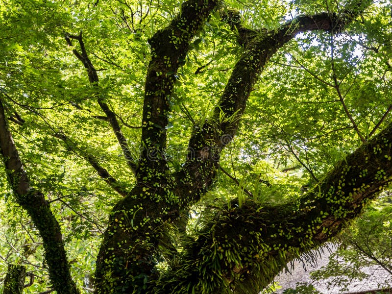 Big tree branches. stock image. Image of single, plant - 101255453