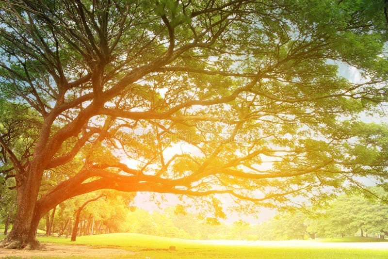 Big tree with branches stock photo. Image of autumn, high - 74598960