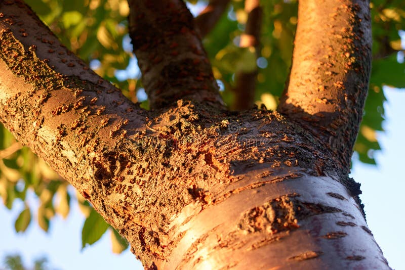 Big Tree Branches Close Up. Stock Photo - Image of beautiful ...