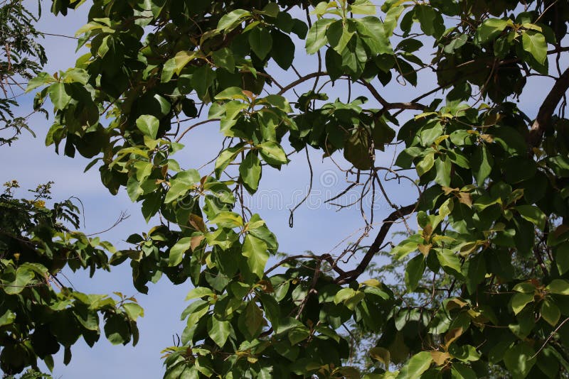Big Tree Branches Green Leaves Tropical Forest Sky Background Stock ...