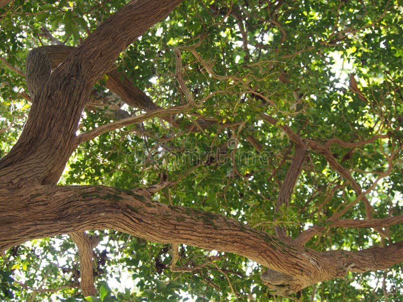 The Big Tree and Branches Over Head. Stock Image - Image of countryside ...