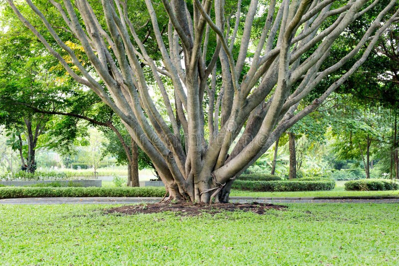 Big Tree with Branches in a Park Stock Photo - Image of amazing ...