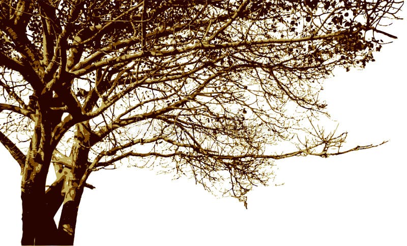 Big Tree and Branches Silhouette. Detailed Vector Stock Vector ...