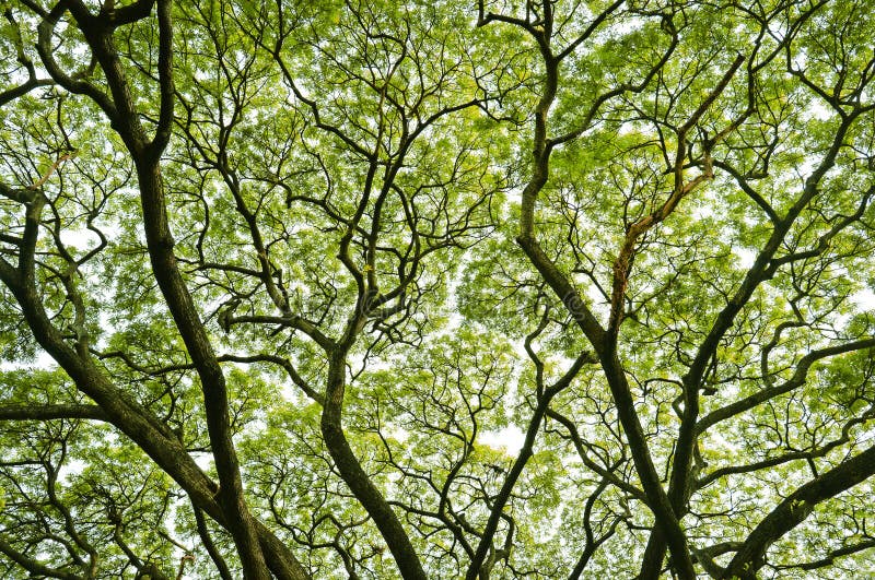 Big Tree and Branches of Tree Over Head. Stock Photo - Image of head ...