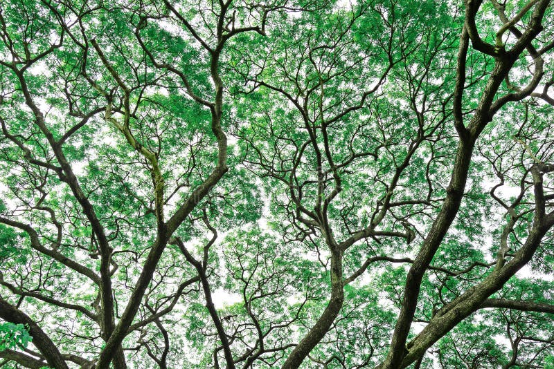 Big Tree and Branches of Tree Over Head. Stock Photo - Image of nature ...