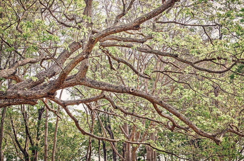 Big Tree and Branches of Tree Over Head Stock Photo - Image of ...