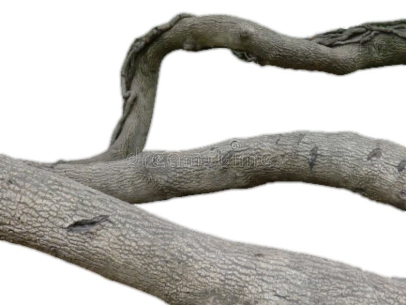 Big Tree Branches on a White Background Stock Photo - Image of white ...