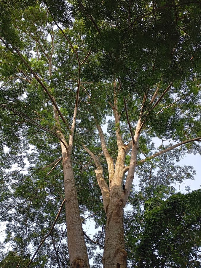 Big Tree on a Bright Morning Stock Image - Image of tree, bright: 386885123