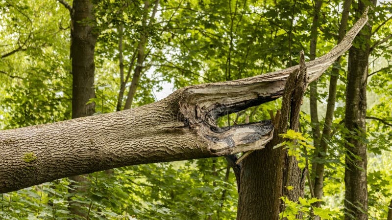 Big tree broken in half stock photo. Image of forest - 265134096